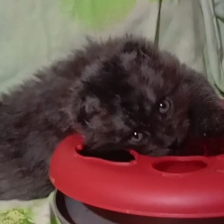 Мейн-кун котёнок