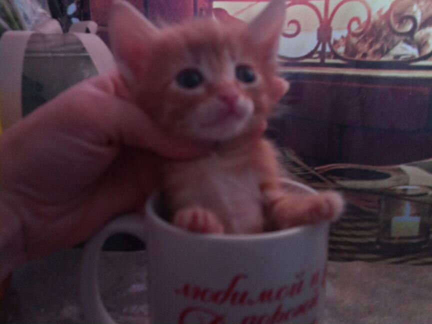 Котята богатки