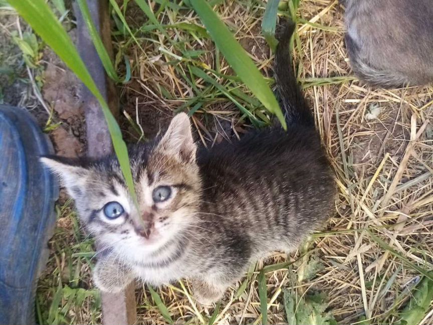 Котята в доброе сердце