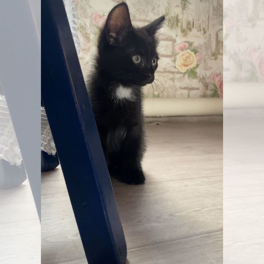 Котенок в добрые руки