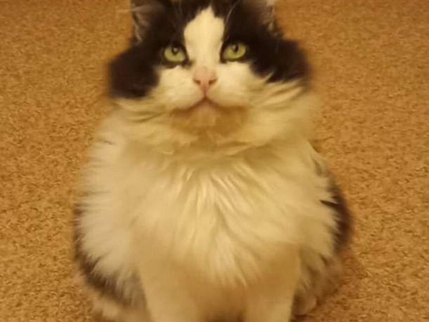 Кошка