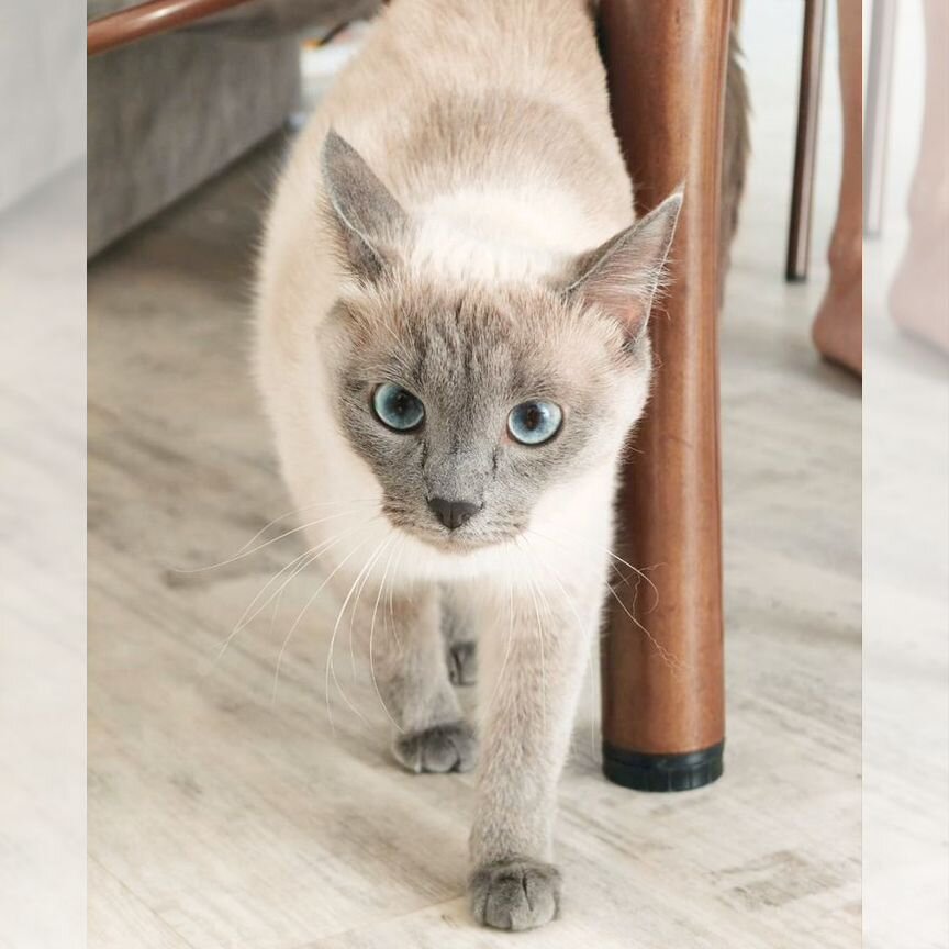 Тайская Кошка