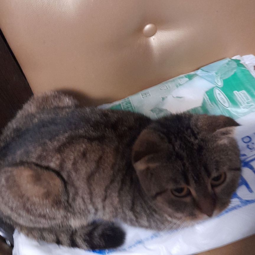 Кошка не прирученая хорошо ловит мышей
