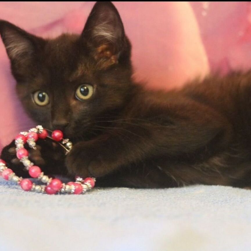 Кузенька, 3 мес