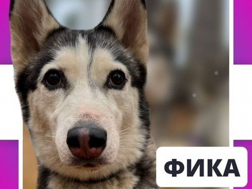Хаски Фика ищет дом