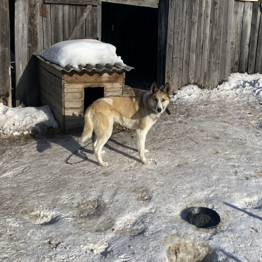 Восточно сибирская лайка
