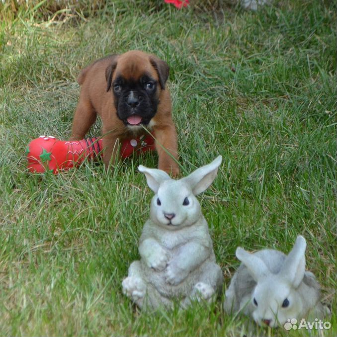 Щенки боксера рыжая купированная девочка