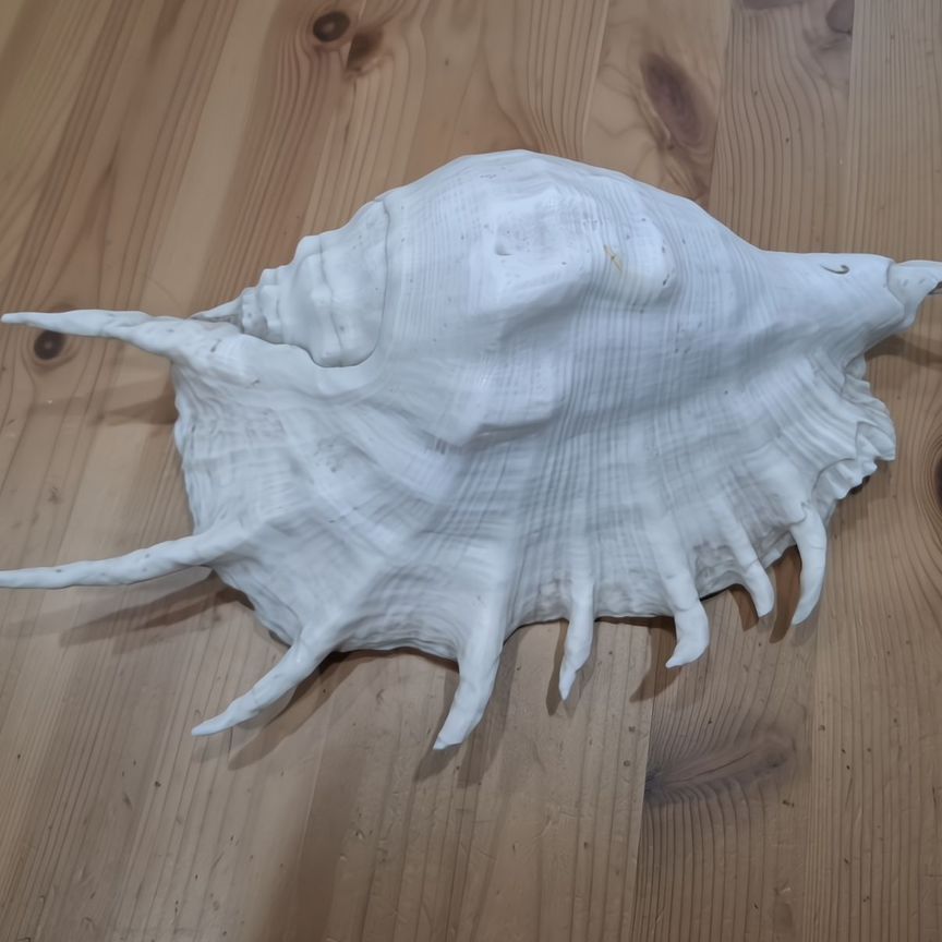 Раковина моллюска рода Lambis