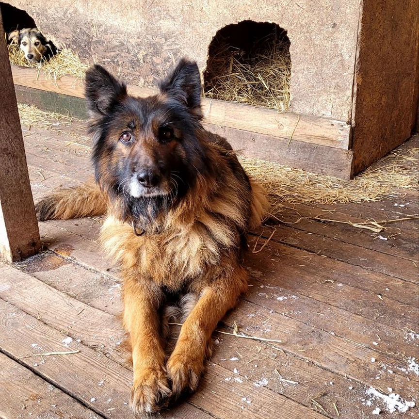 Собака в добрые руки