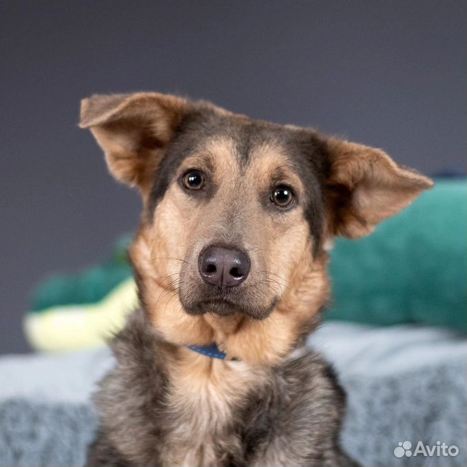 Айва - "эльфийская" собака