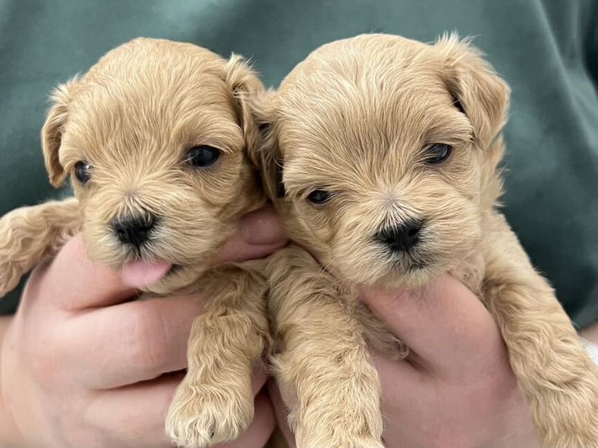 Элитные Щенки мальтипу f1 мини и микро