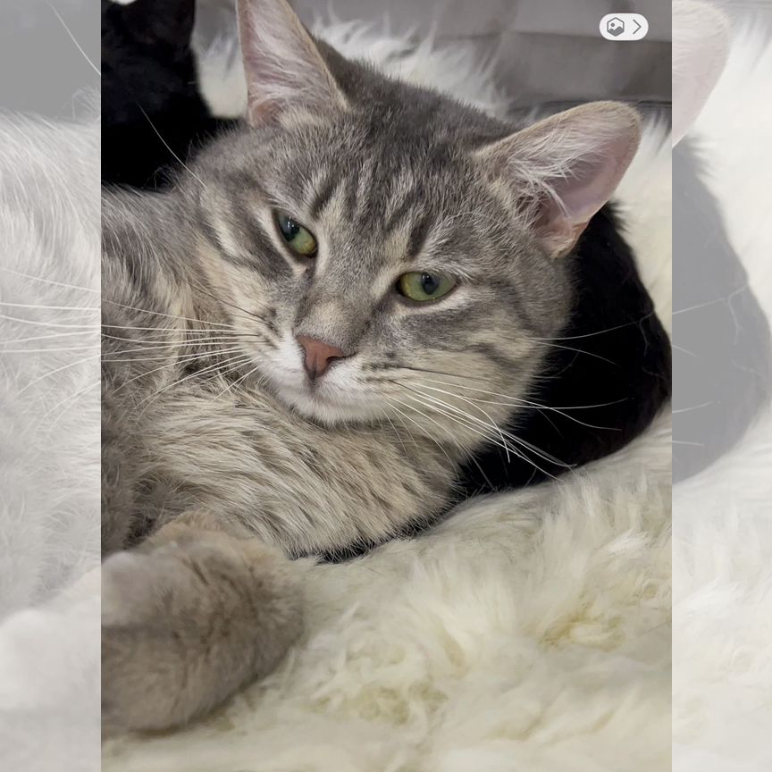 Взрослый кот в добрые руки