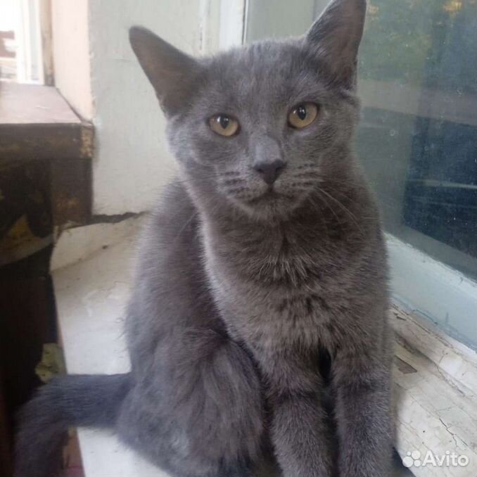 Британский котенок ищет дом 6 месяцев