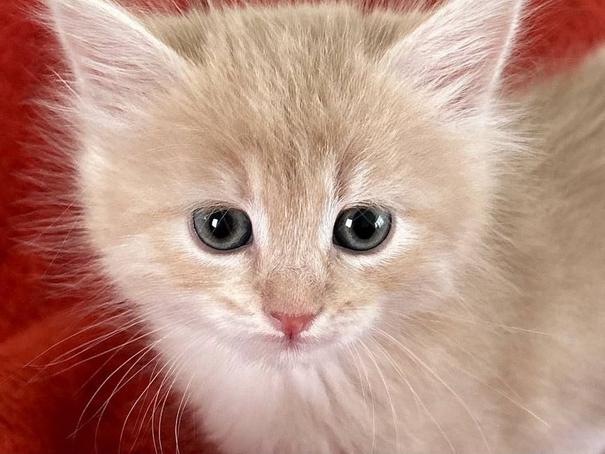 Котята в добрые руки, бесплатно