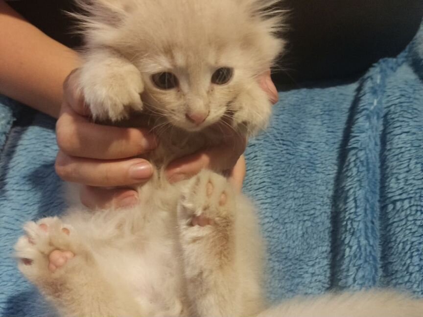 Рыжий котенок мальчик кот котик котофей