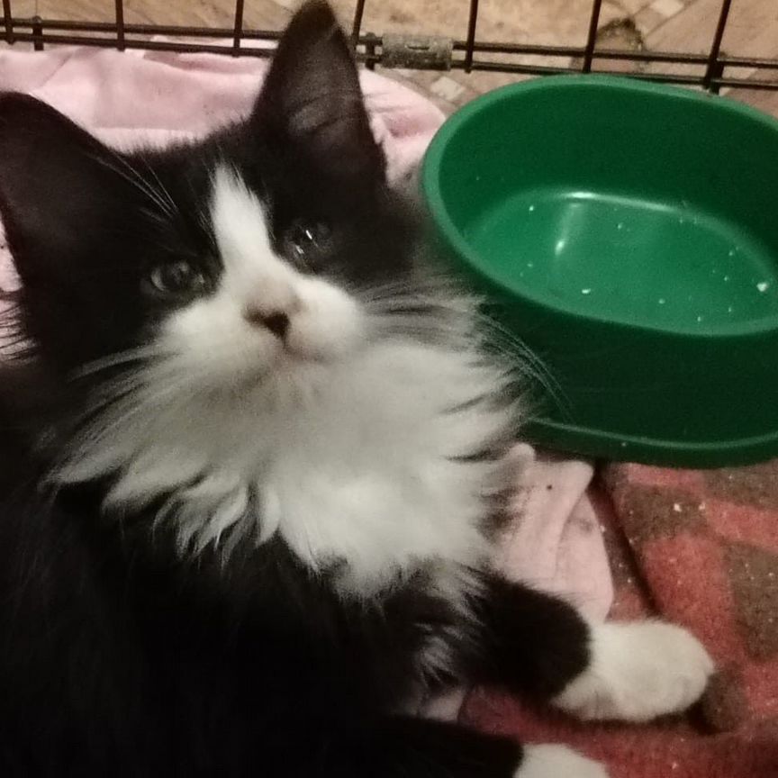 Сибирский котёнок