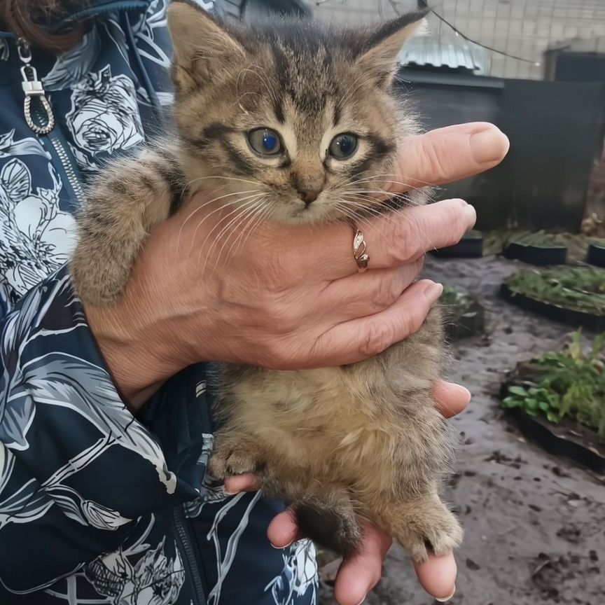 Котёнок в добрые руки