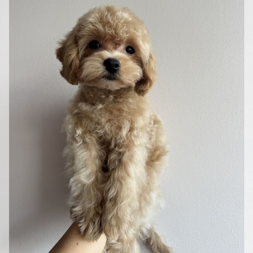 Мальтипу, щенок