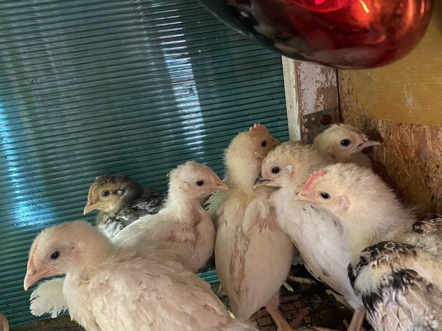 Петушки мясо-яичные породные