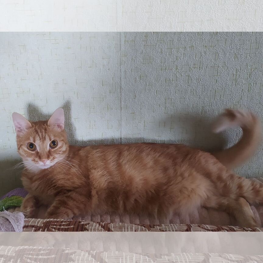 Кот