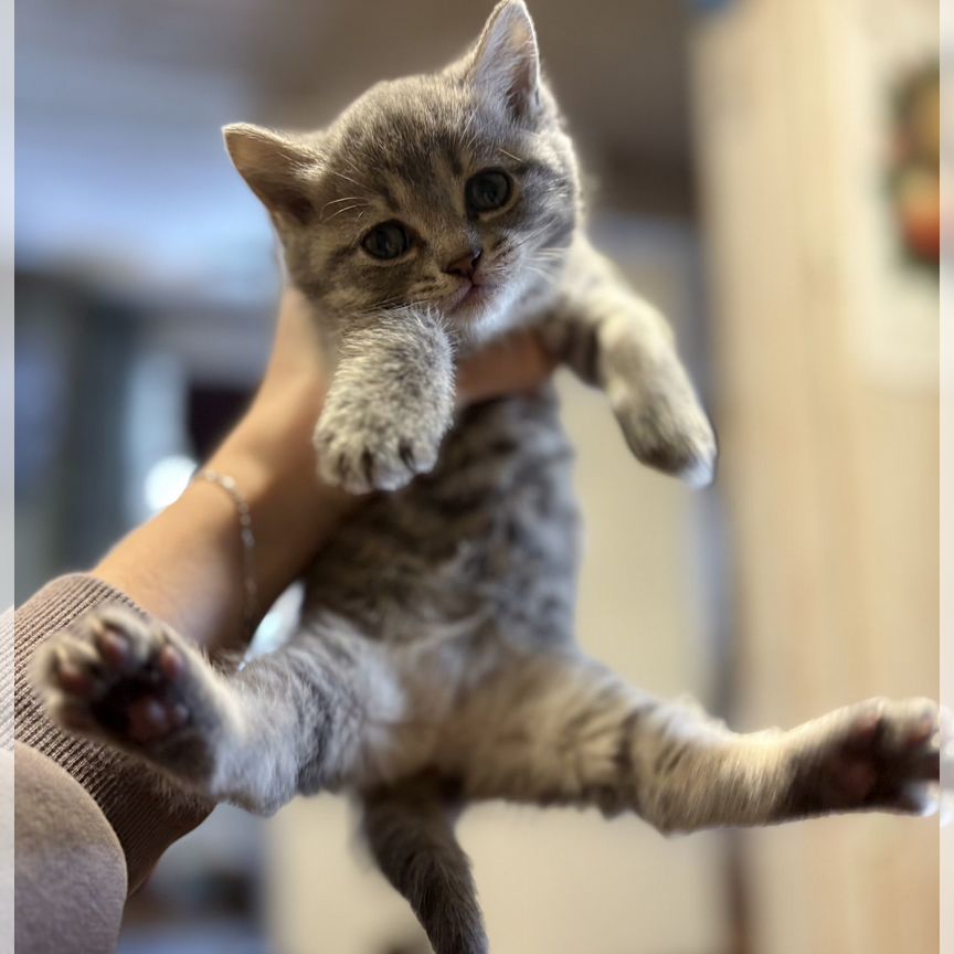 Шотландский вислоухий короткошёрстный котёнок