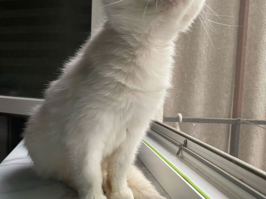 Красивая белая кошечка ждет своего человека