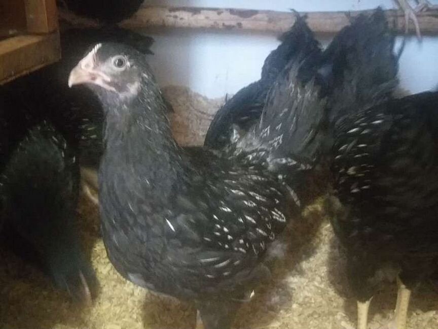 Семья барневельдер серебро