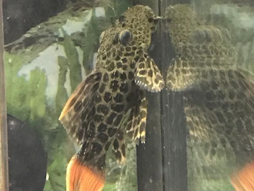 Сомик L114 Pseudacanthicus leopardus