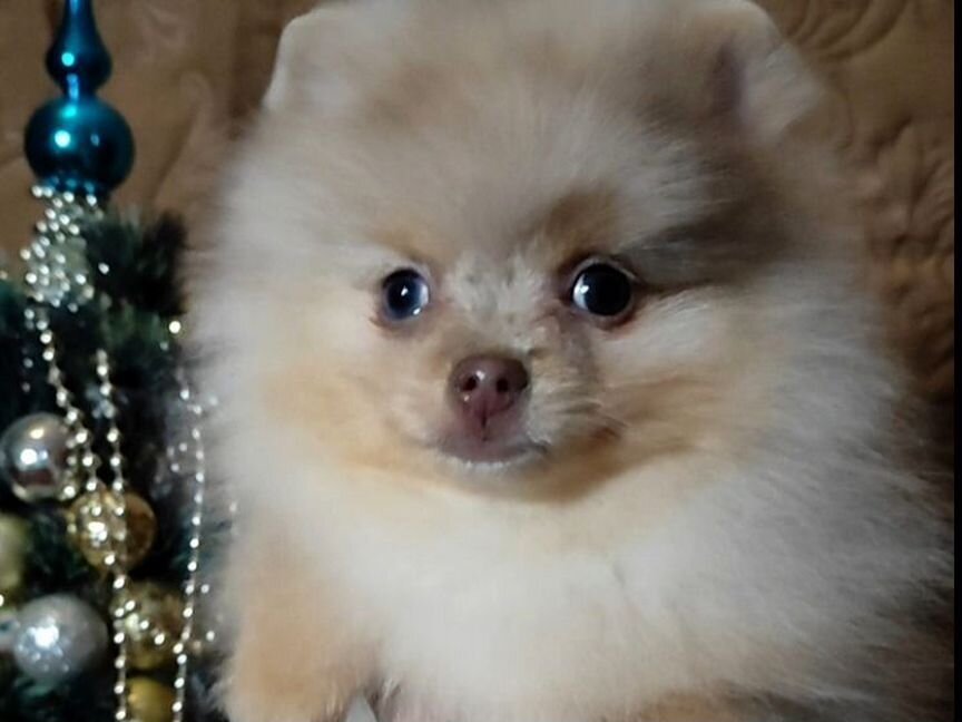 Померанский шпиц медвежьего типа