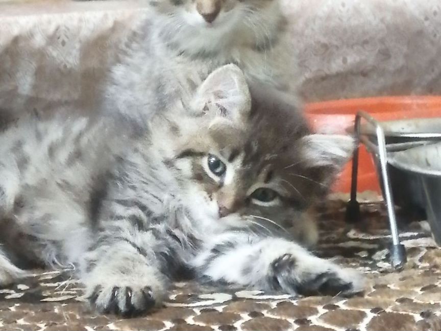 Отдам в хорошие руки котят,две девочки и мальчик