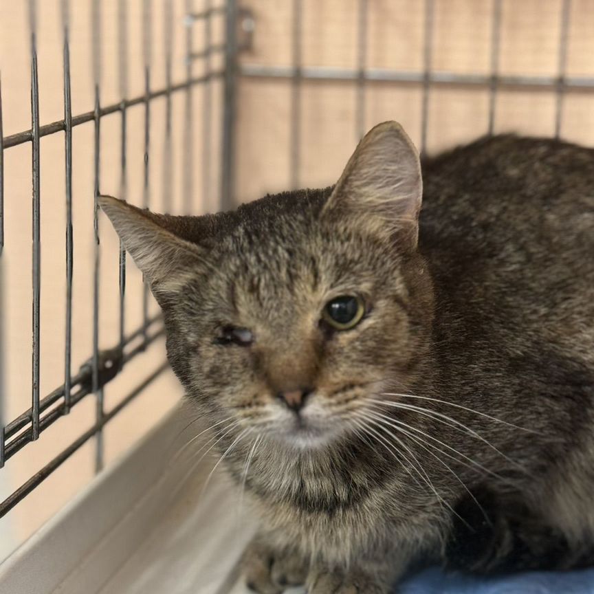 Кошка усыпление, спасите жизнь