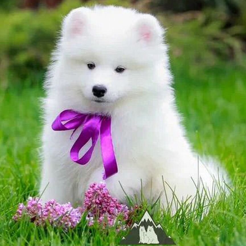 Белоснежный мальчик самоед