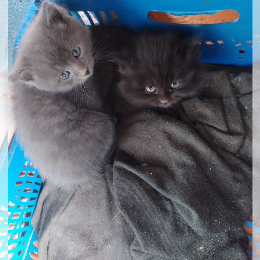 Котята в добрые руки