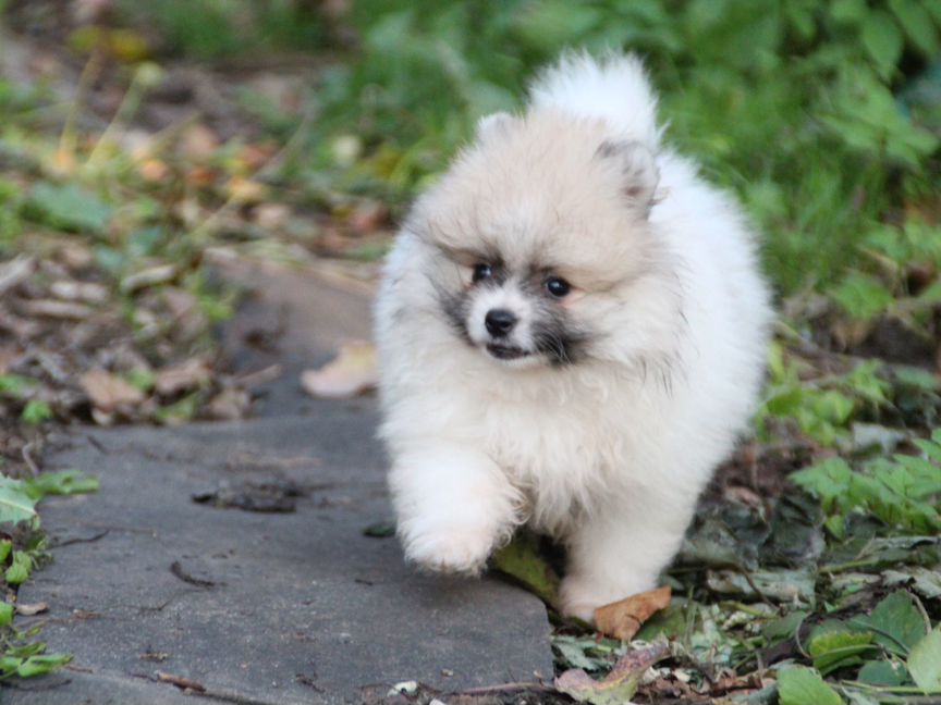 Мишки мальчишки