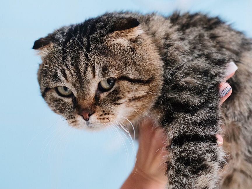 Бедный брошенный шотладский вислоухий кот