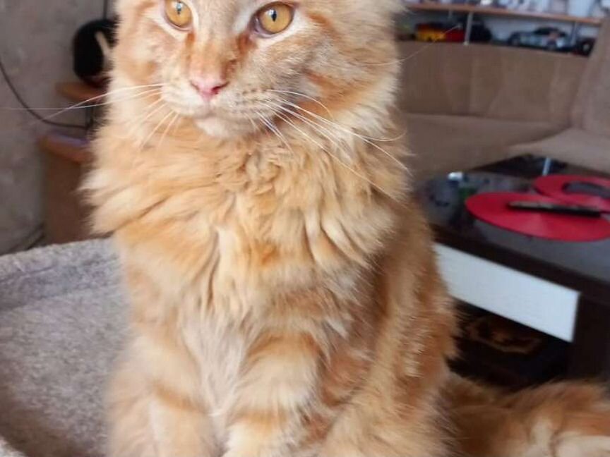 Котята мейн кун