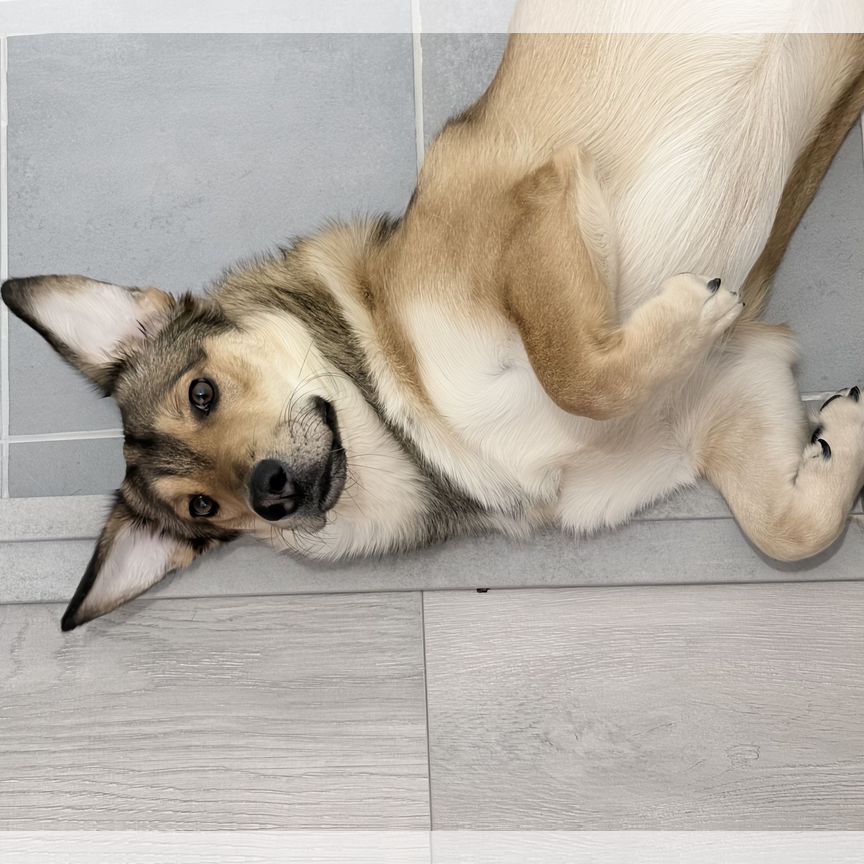 Щенок в добрые руки