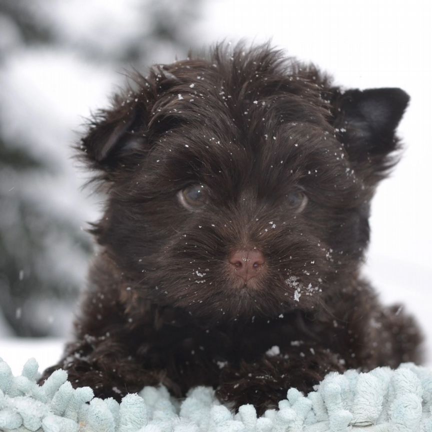 Шоколадный красавчик