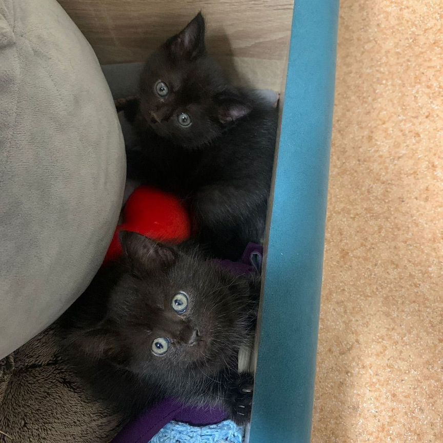 Милые котята