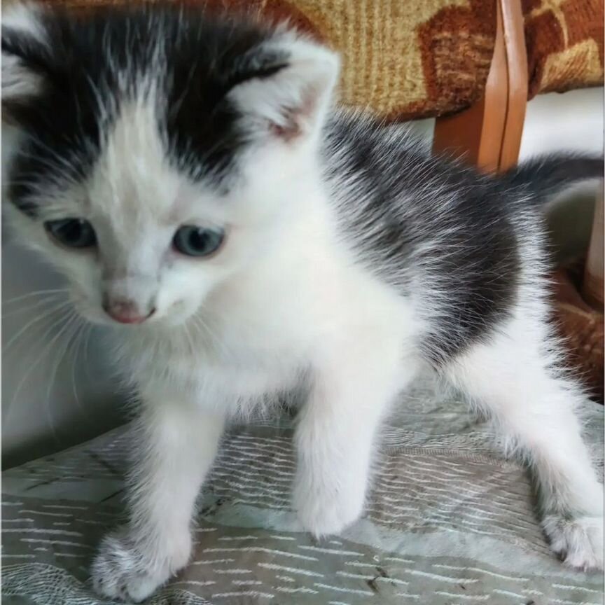 Котёнок в добрые руки