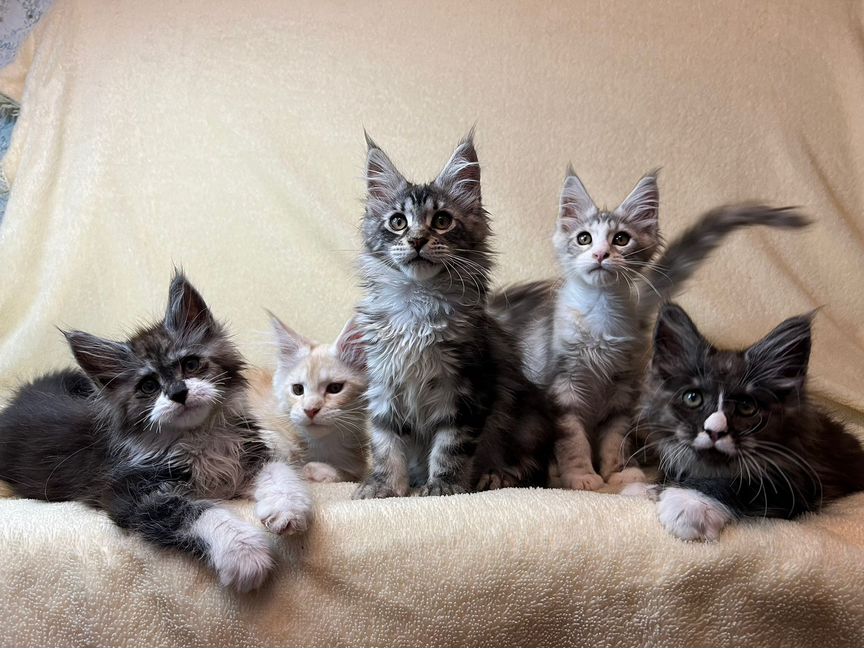 Котята мейн кун