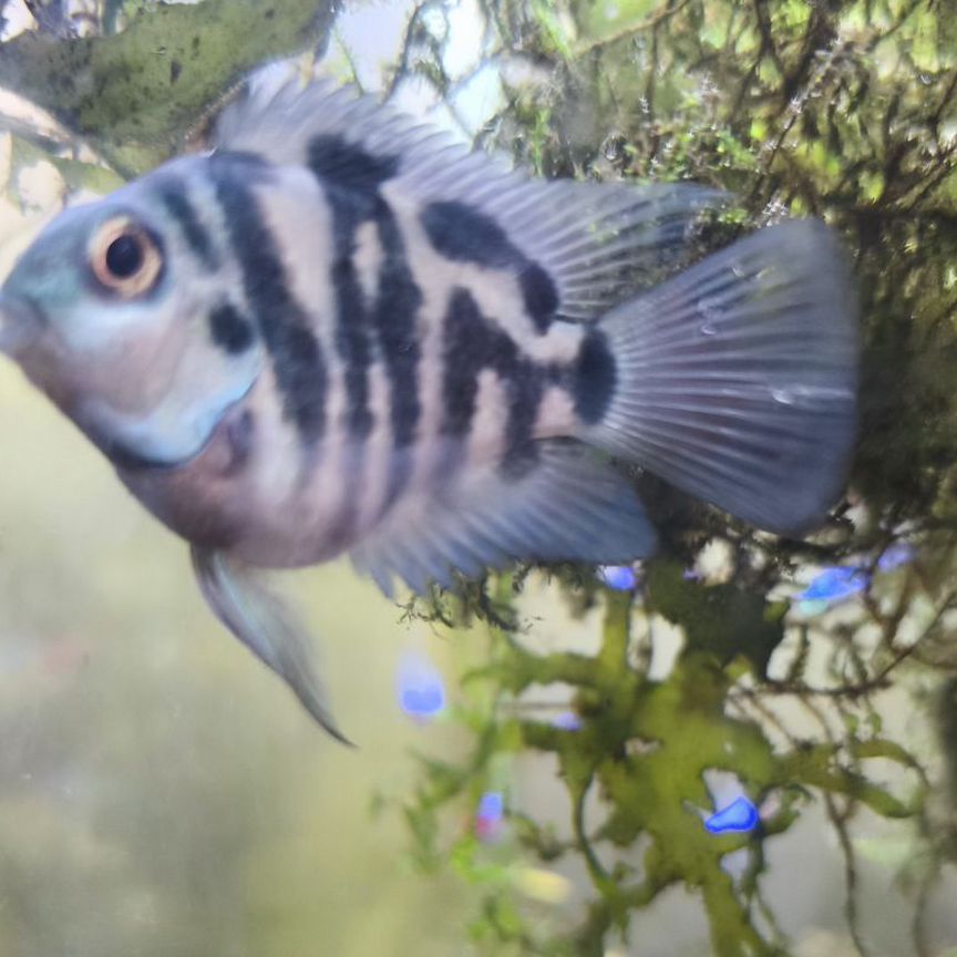 Аквариумные рыбки