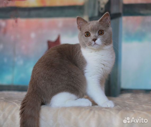Британский котик Лиловый биколор