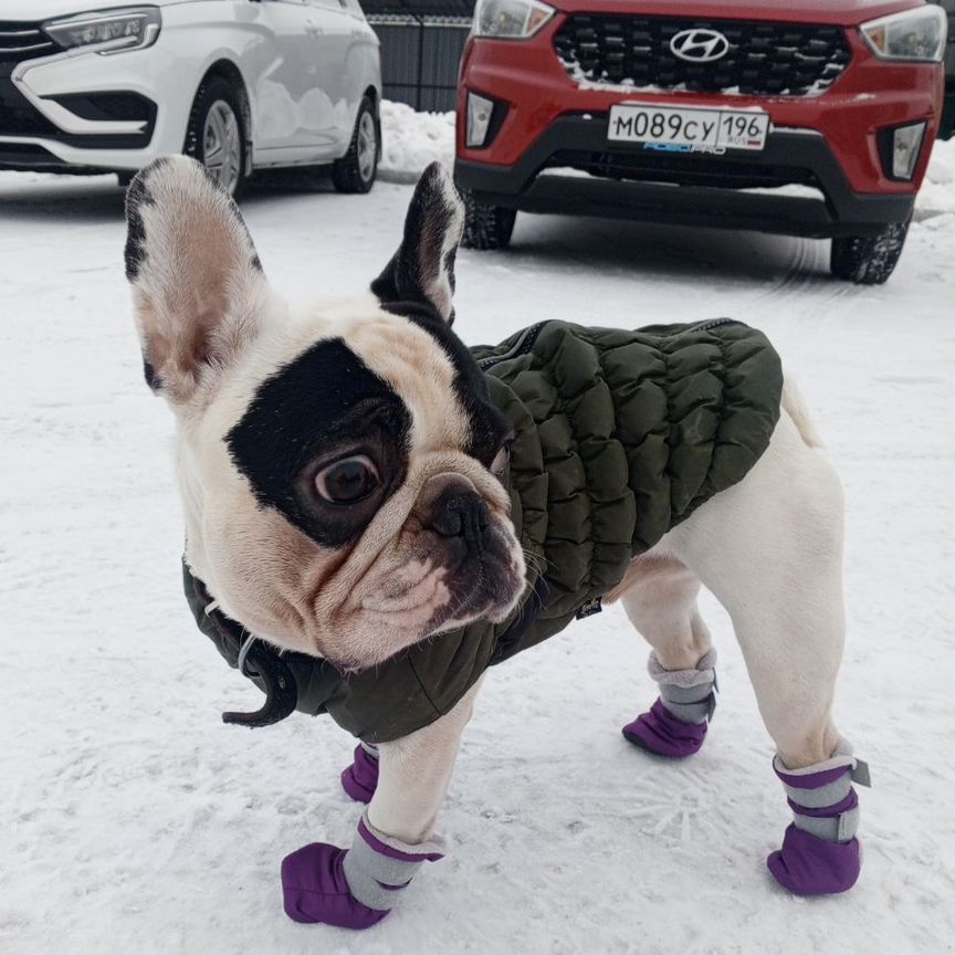 Французский бульдог кабель вязка