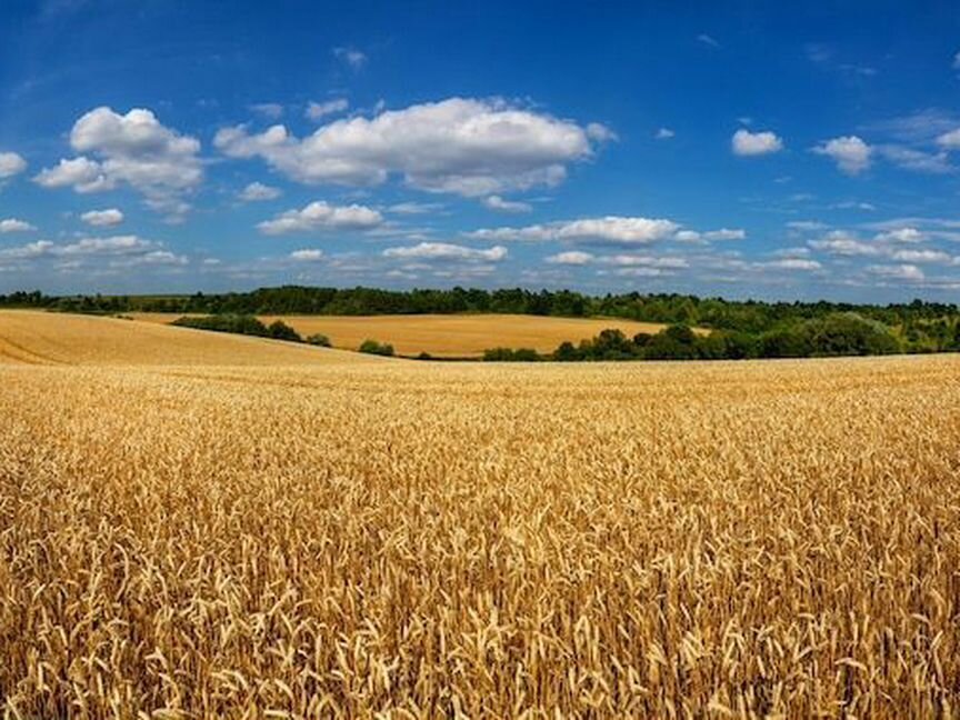 Пшеница, Овес