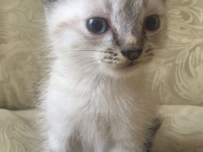 Котёнок в добрые руки, 4 месяца