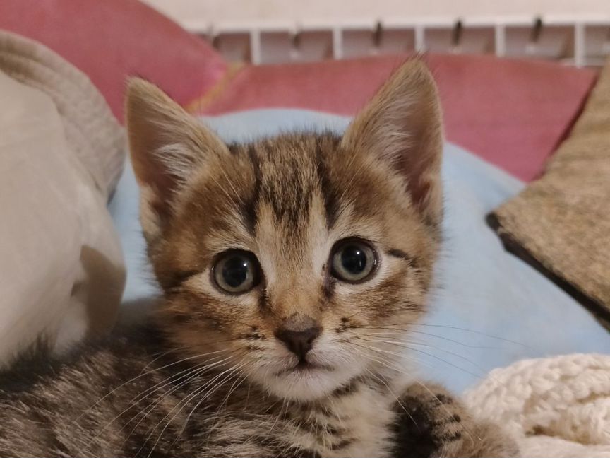Кошечка