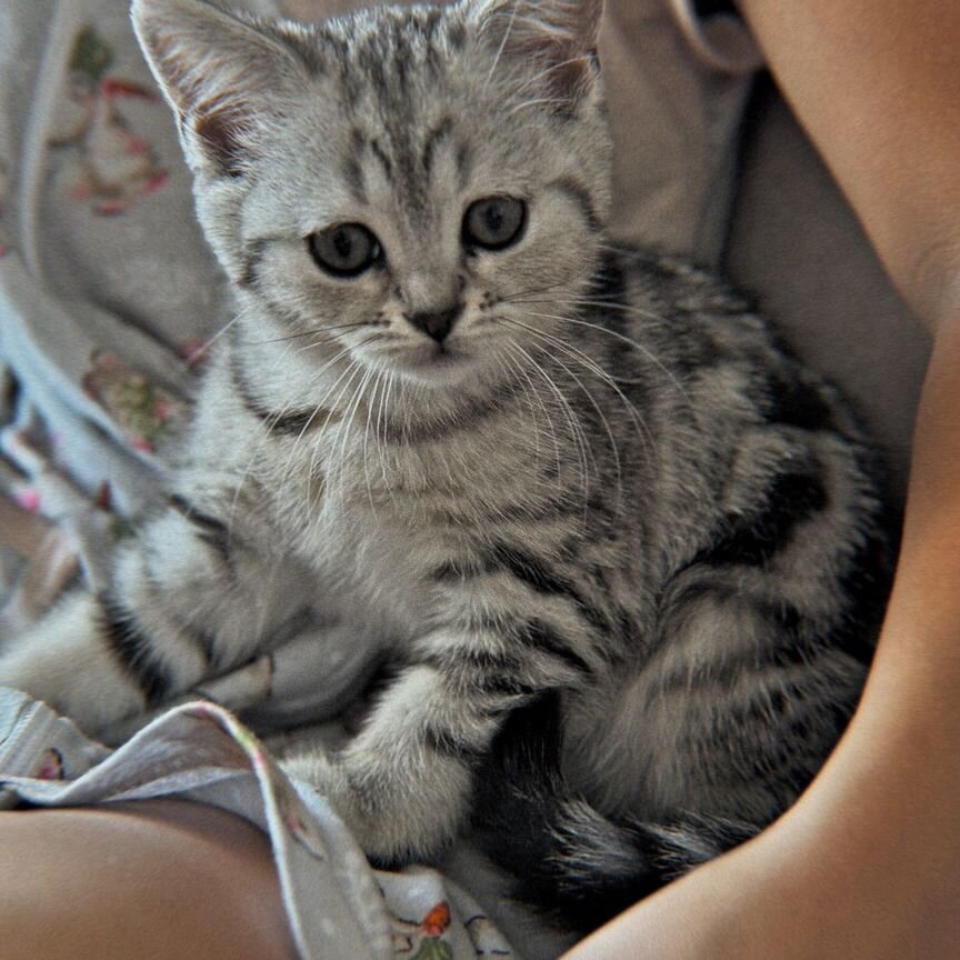 Котенок девочка 2 месяца