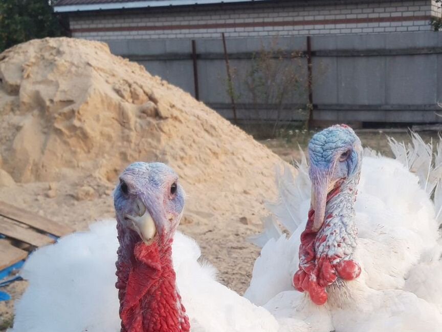 Индюшата Биг 6 и Хайбрид Конвертер