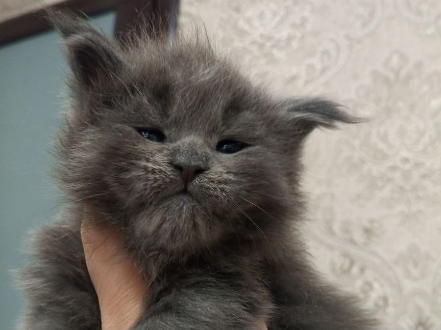 Кошечки мейн кун